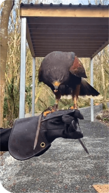 Hawk Walk - Aillwee Burren Experience, Birds of Prey, Cave Tours